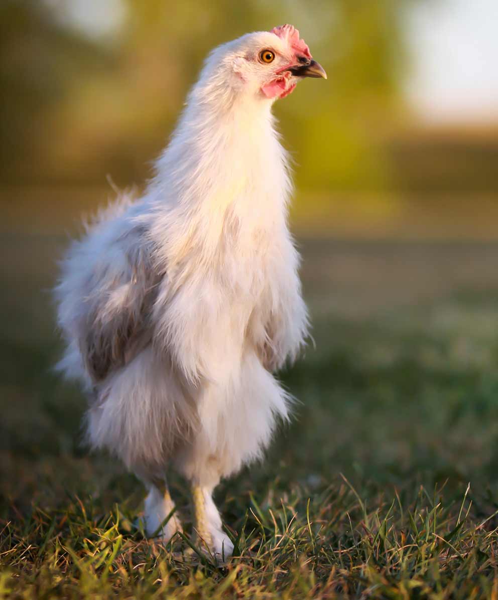 Landrace Fowl - Backyard Poultry